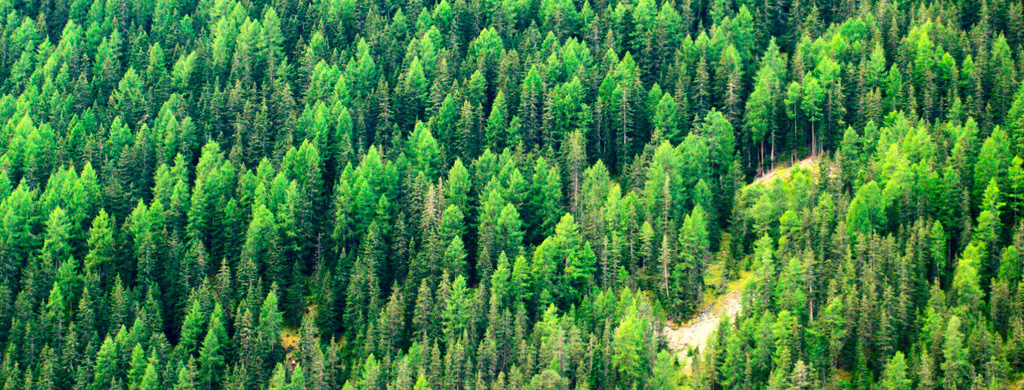 Greenness of Swiss Forests | Geocomputation and Earth Observation